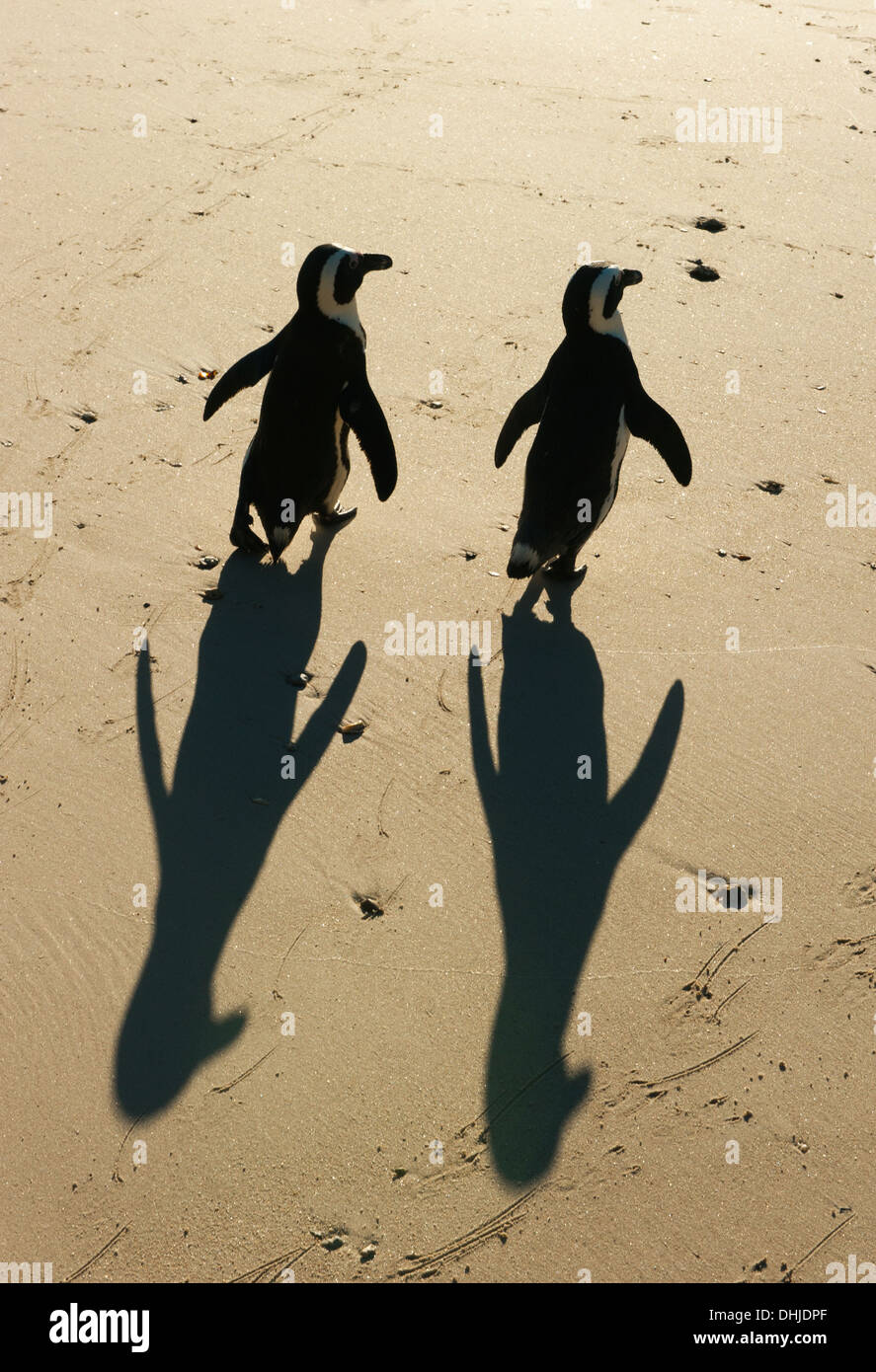 Rare black penguin hi-res stock photography and images - Alamy