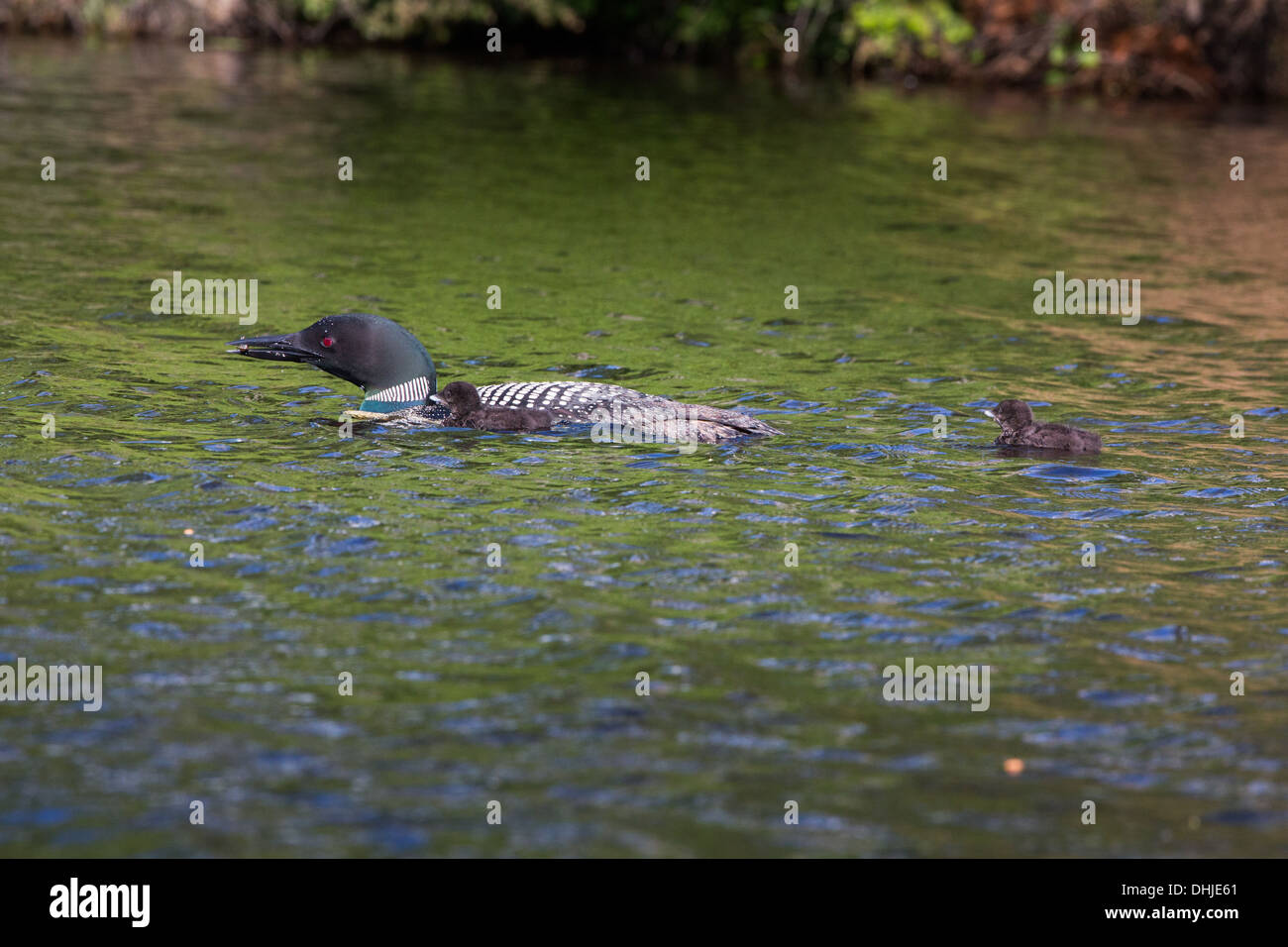 Common loons gavia immer are large hi-res stock photography and images ...