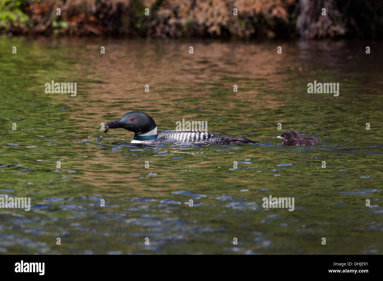 Family loons hi-res stock photography and images - Alamy