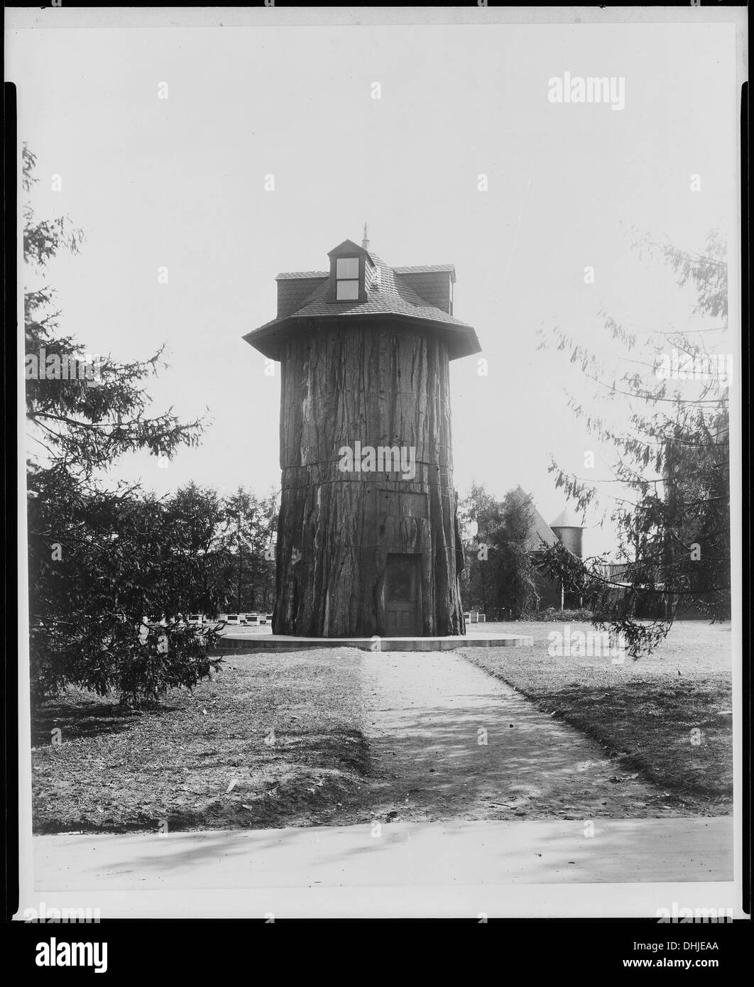General noble tree Black and White Stock Photos & Images - Alamy