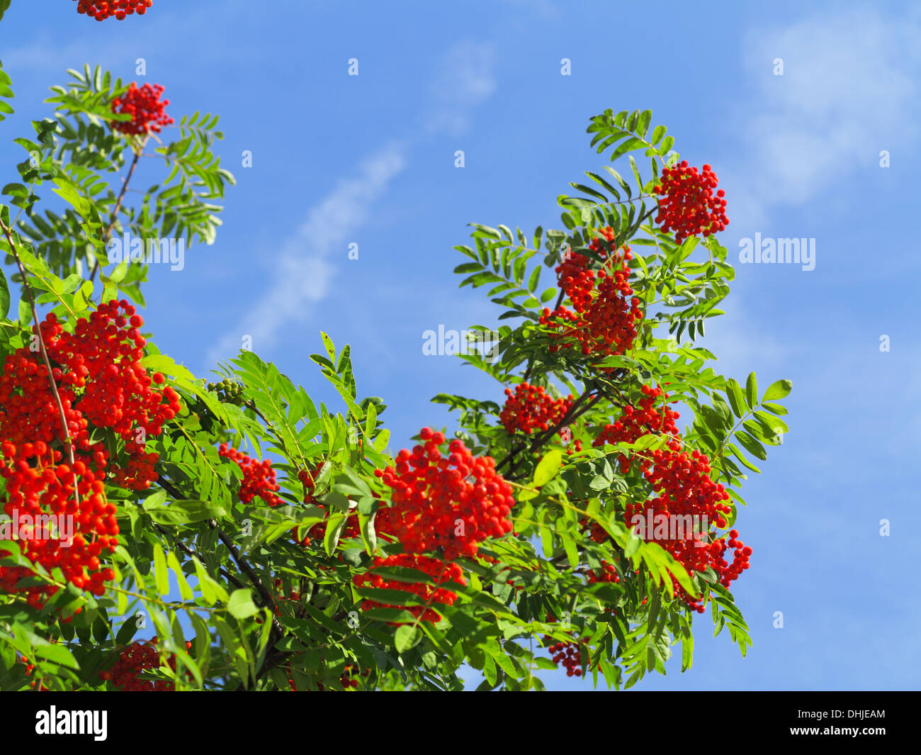 Autumn red rowan berries on a tree. Rowanberry ashberry in the fall in ...