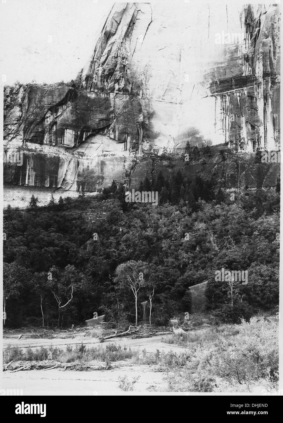 Growth fir trees on Black and White Stock Photos & Images - Alamy