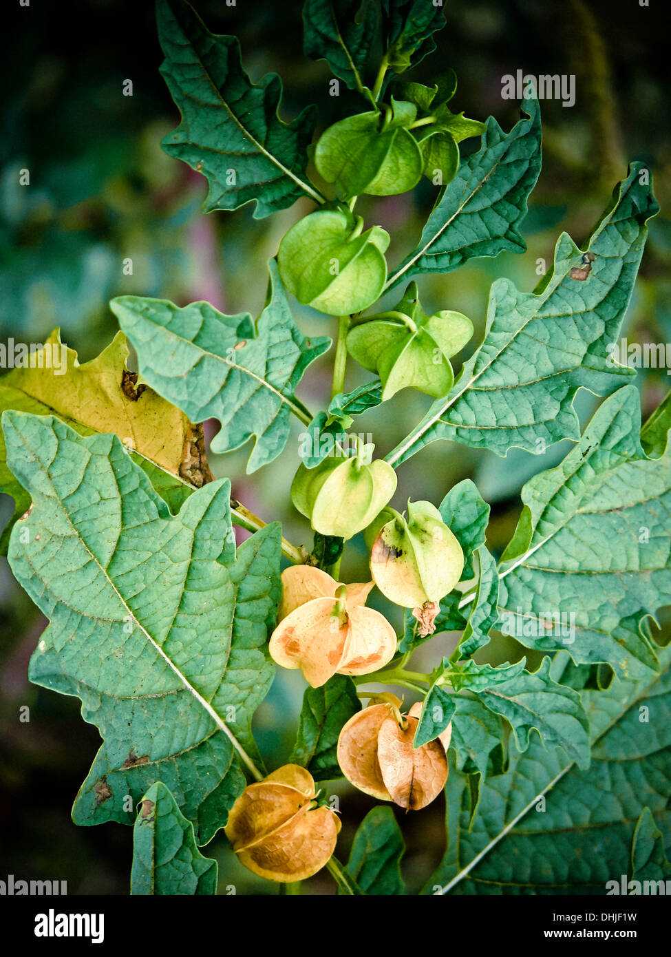 Physalis, Hog-Plum, Husk-Tomato, Wild-Pompion, Chinese Lantern, Bladder ...