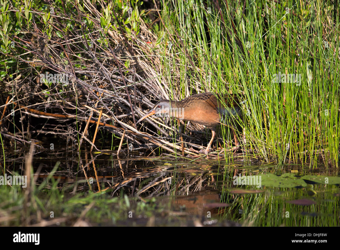 Adult virginia rail hi-res stock photography and images - Alamy