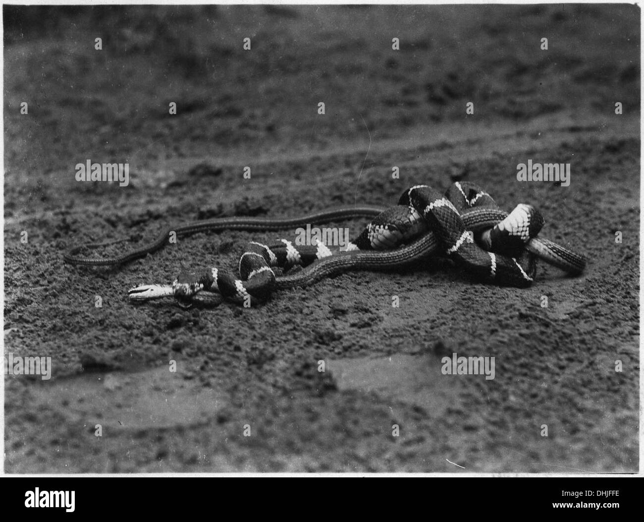A King Snake is captured in the act of killing and swallowing a Striped ...
