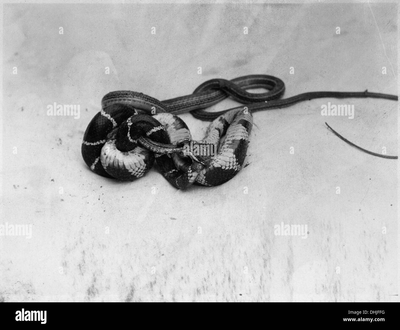 A King Snake is seen killing and consuming a Striped Racer, showcasing ...
