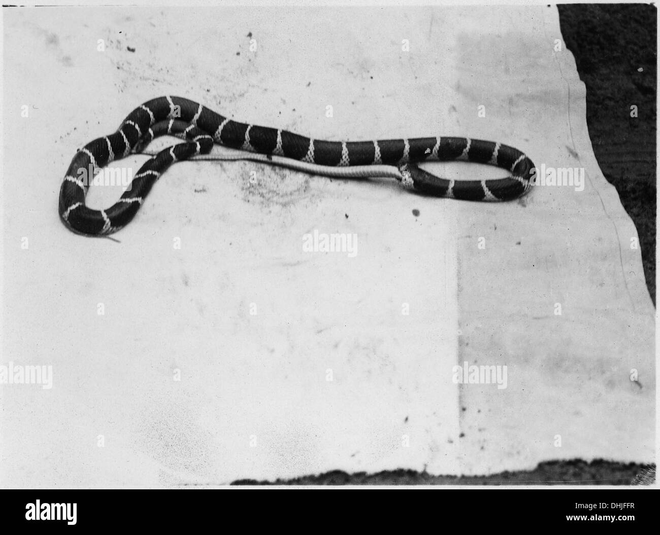 A King Snake captures and consumes a Striped Racer, showcasing the ...