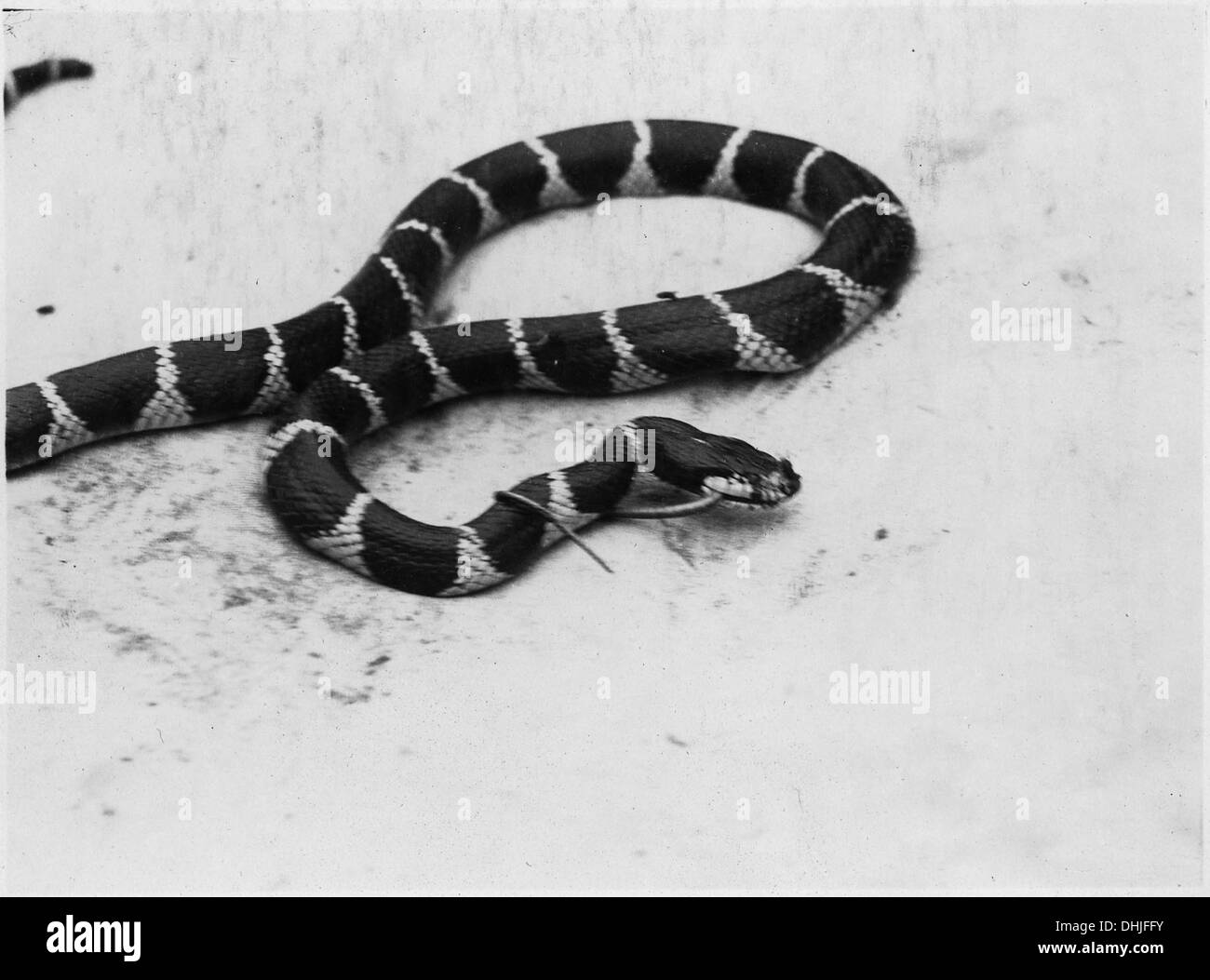 This image shows a King Snake killing and swallowing a Striped Racer, a ...