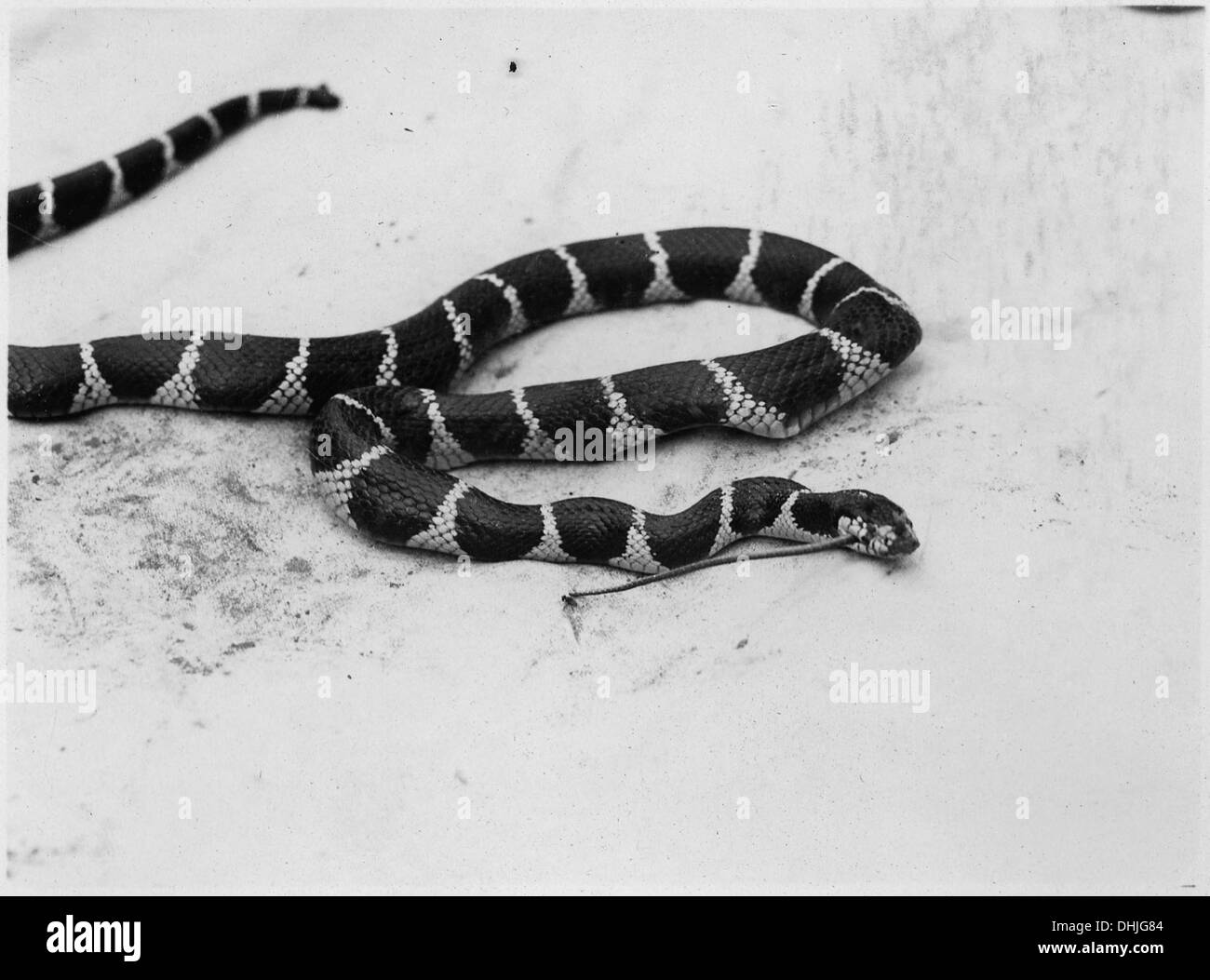 A king snake is seen killing and consuming a striped racer, showcasing ...