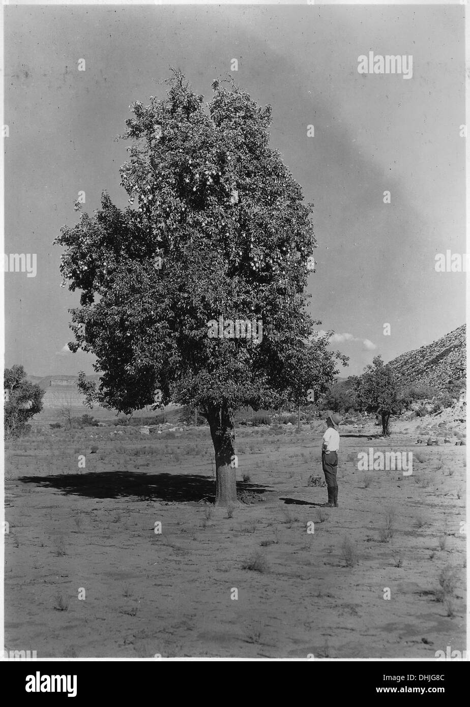A pear tree Black and White Stock Photos & Images - Alamy