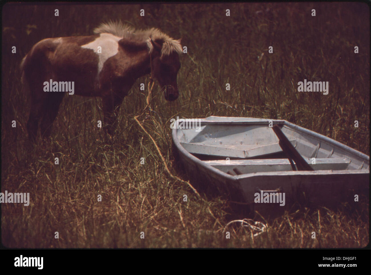 PONY TIED TO BOAT 290 Stock Photo - Alamy