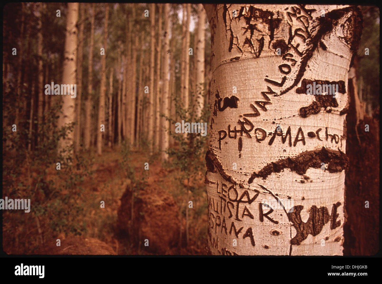 Scarred trees, marked by natural or human-caused damage, showcase the ...