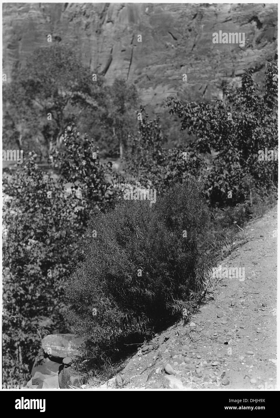 The Narrow Leaved Coleos (Coleosanthus) is a plant species known for ...