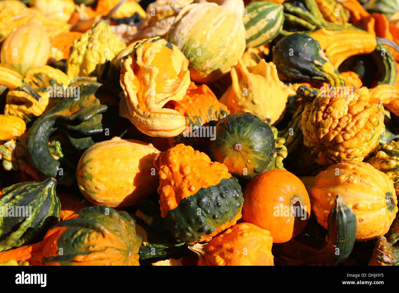 Decorative squashes hi-res stock photography and images - Alamy