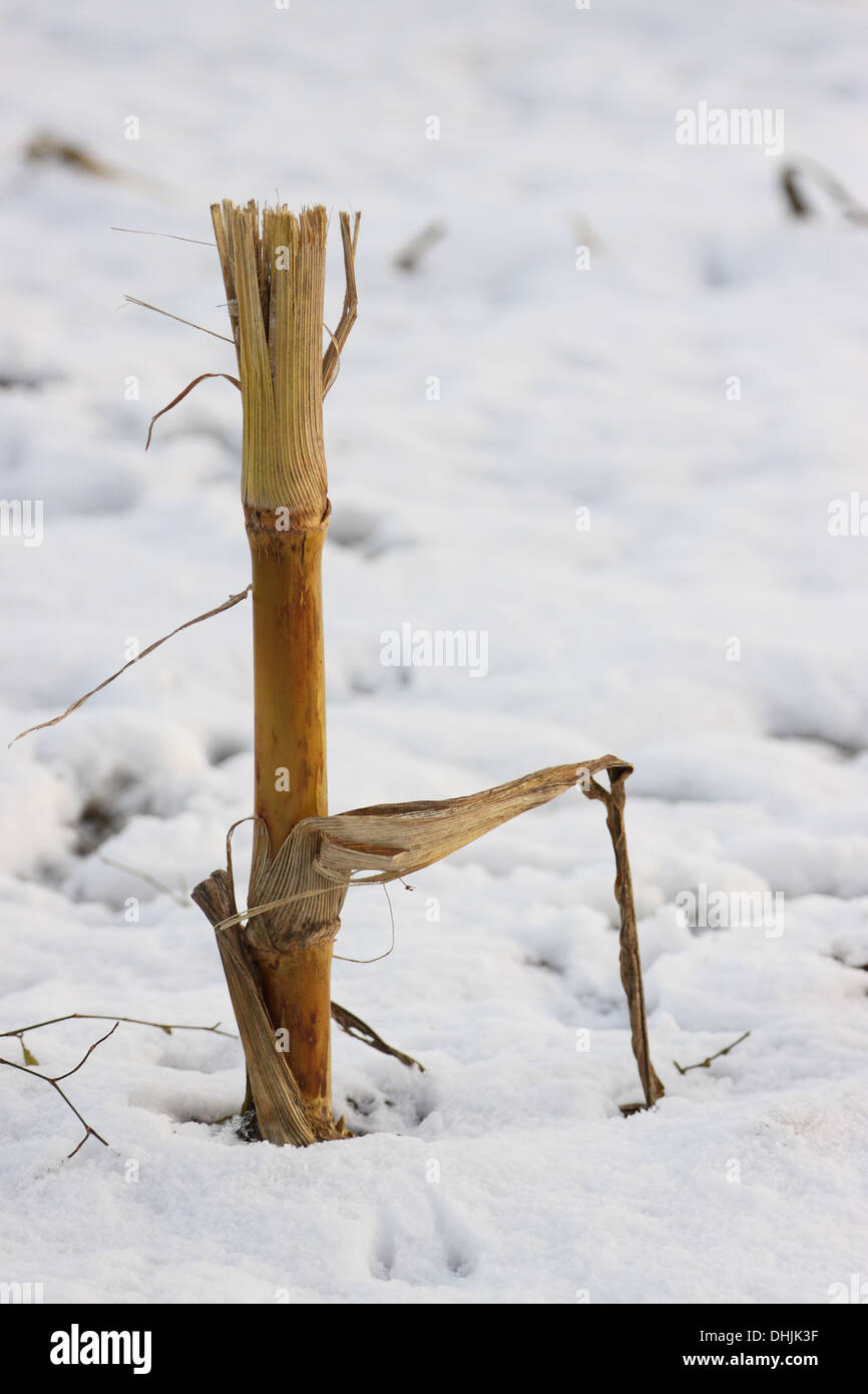 Corn stubble hi-res stock photography and images - Alamy