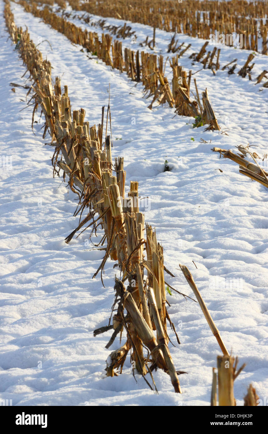 Stubble_field hi-res stock photography and images - Alamy