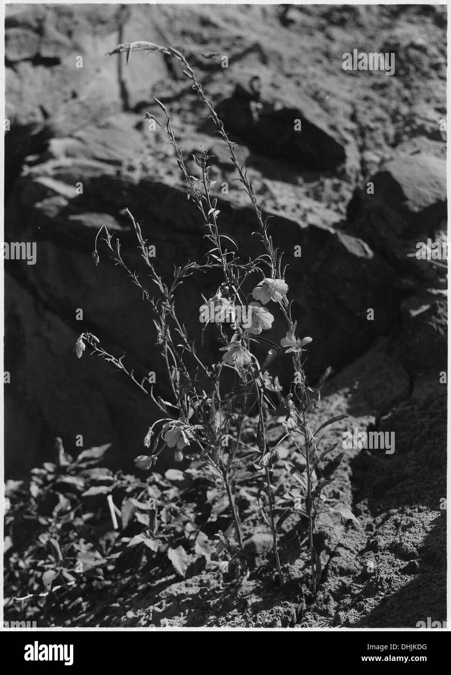 Green leaves in light Black and White Stock Photos & Images - Alamy