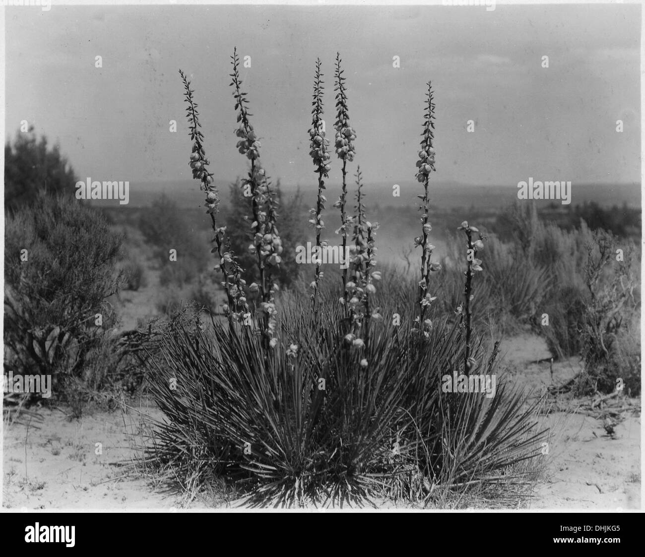 Desert with its typical vegetation Black and White Stock Photos ...
