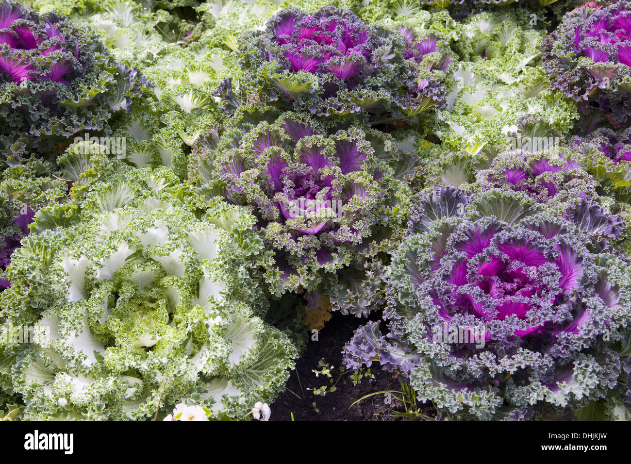 Decorative coloured cabbage Stock Photo - Alamy
