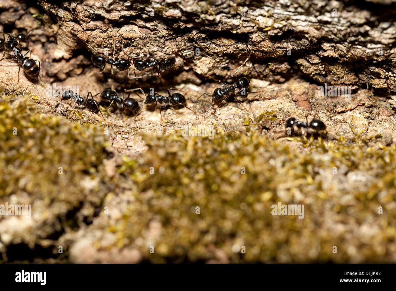 Ant tree hi-res stock photography and images - Alamy