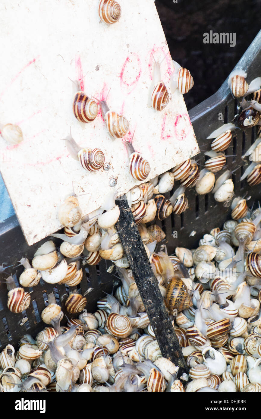 Edible snails on sale in a Sicilian market (Catania Stock Photo - Alamy