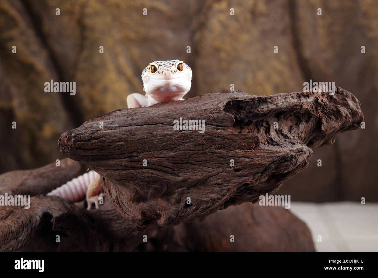 Beauty leopard gecko hi-res stock photography and images - Alamy