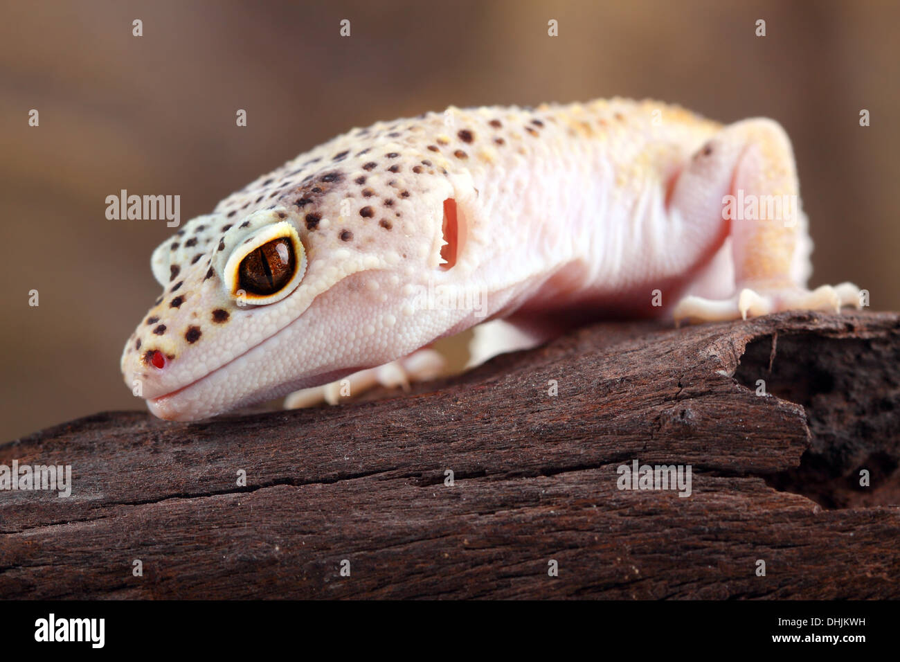 a leopard gecko over a wood Stock Photo - Alamy