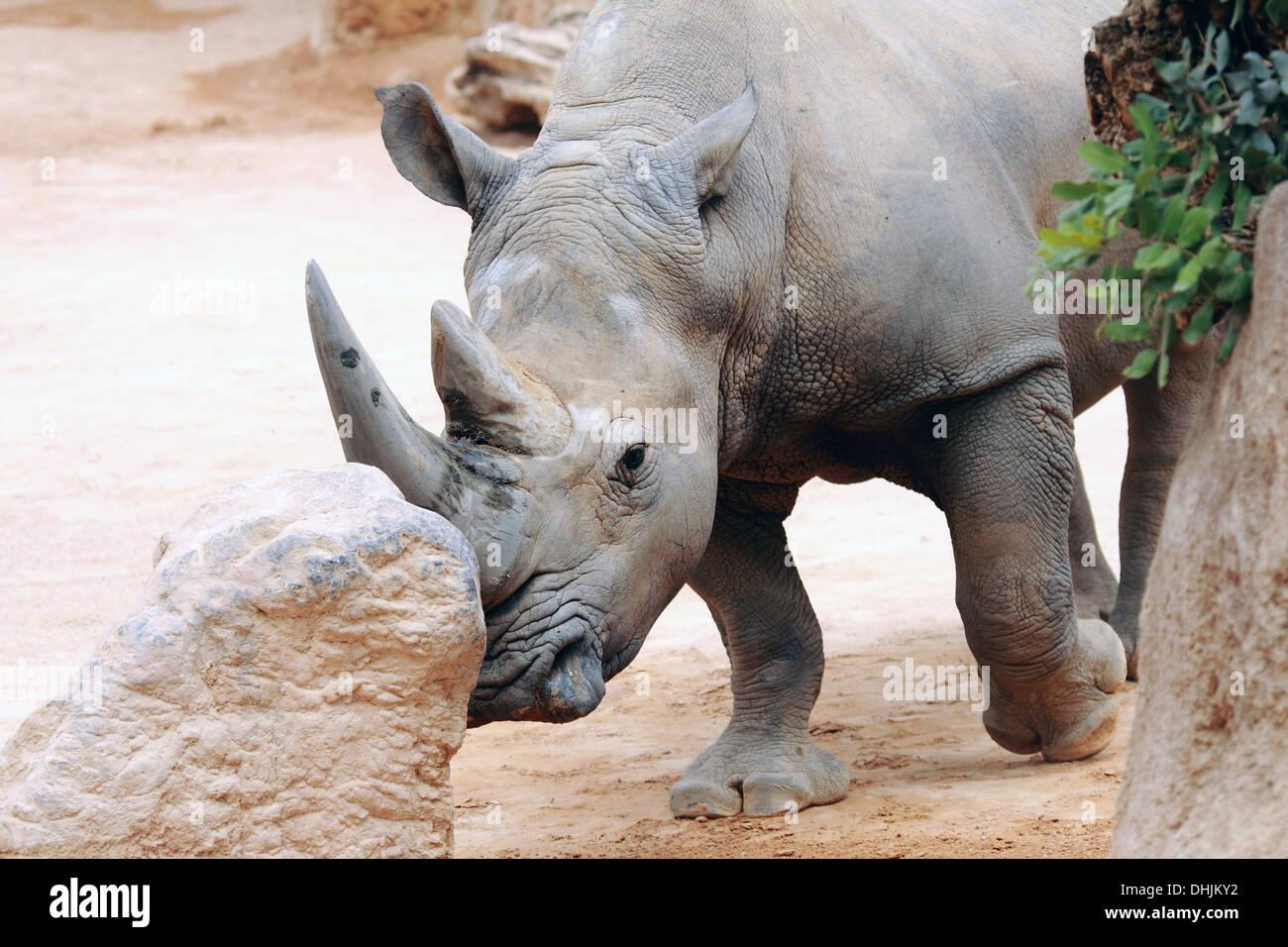 picture of a big african rhino Stock Photo - Alamy
