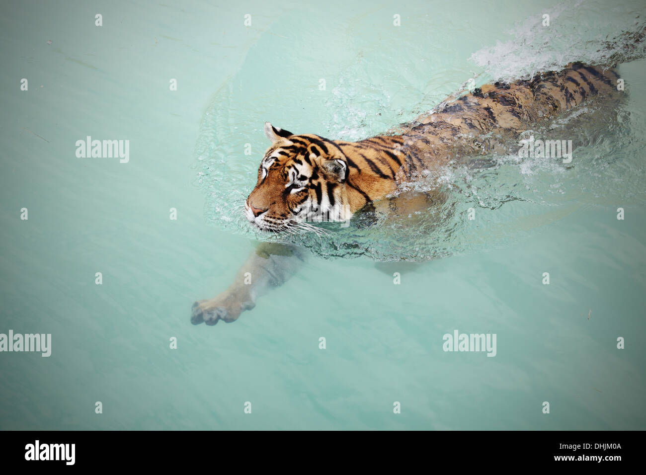 Tiger swimming hi-res stock photography and images - Alamy