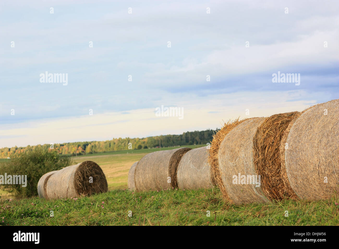 Hay rolls in the meadow Stock Photo - Alamy