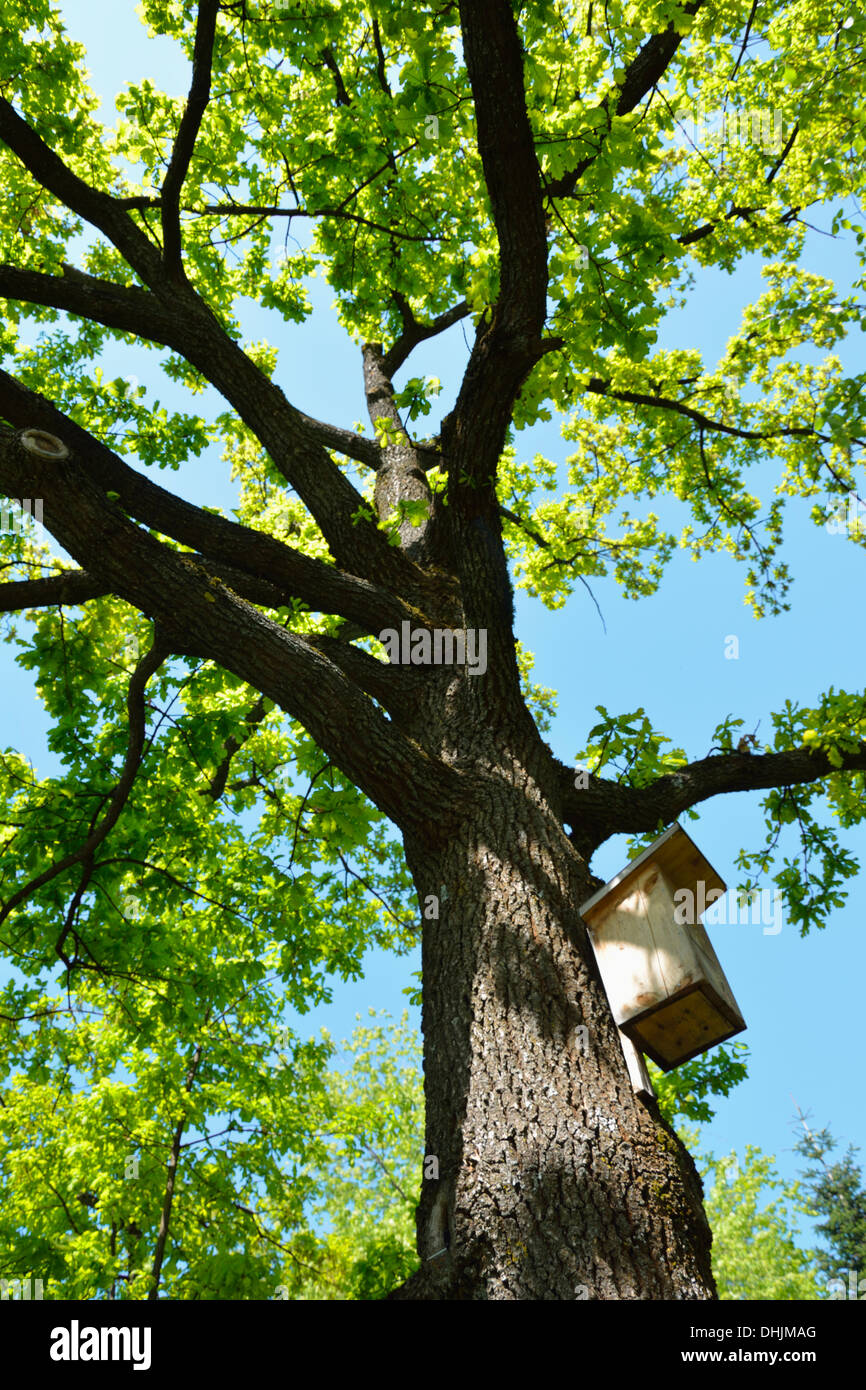 Wooden aviary in a tree Stock Photo - Alamy