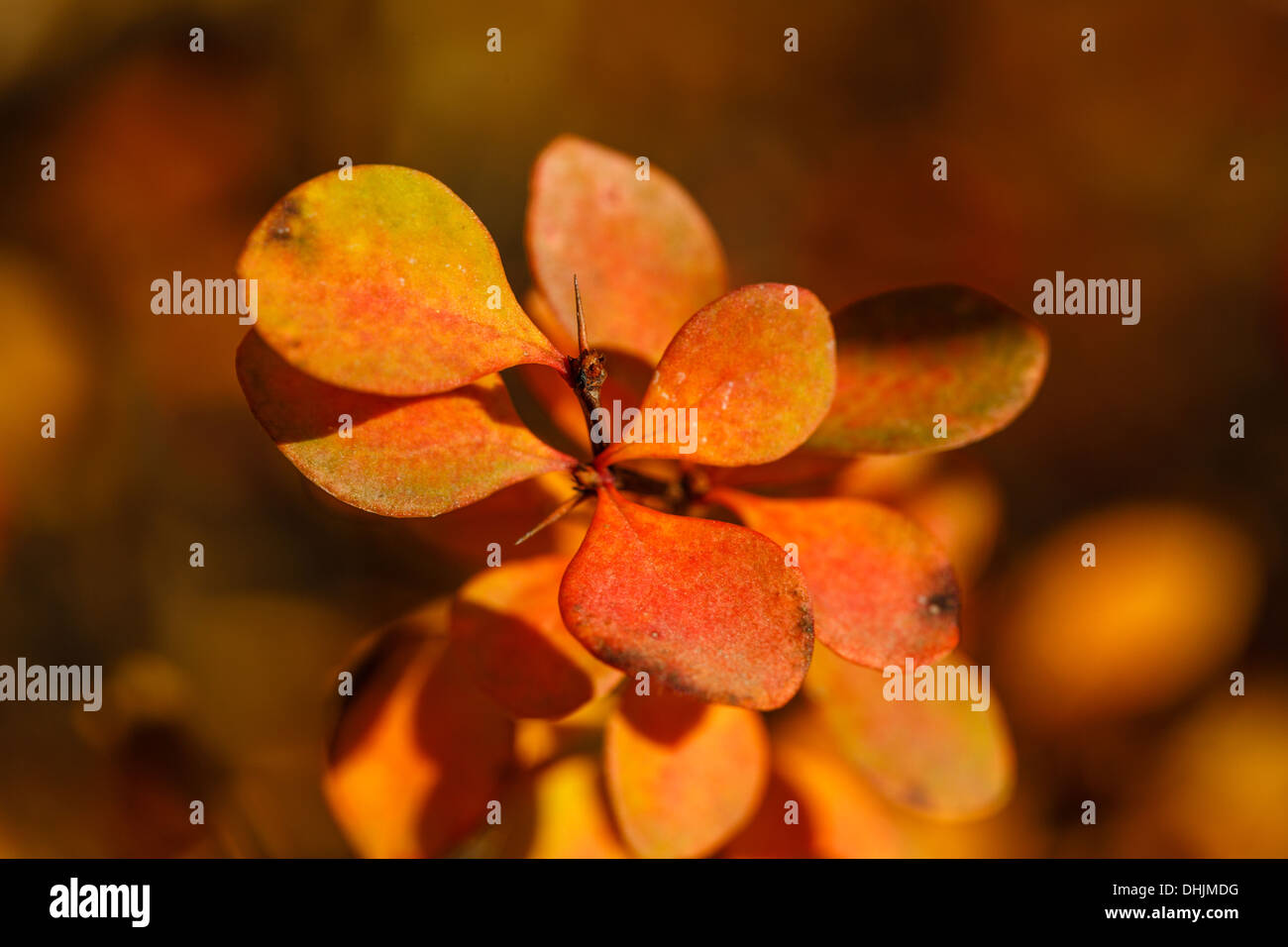 Non fading hi-res stock photography and images - Alamy