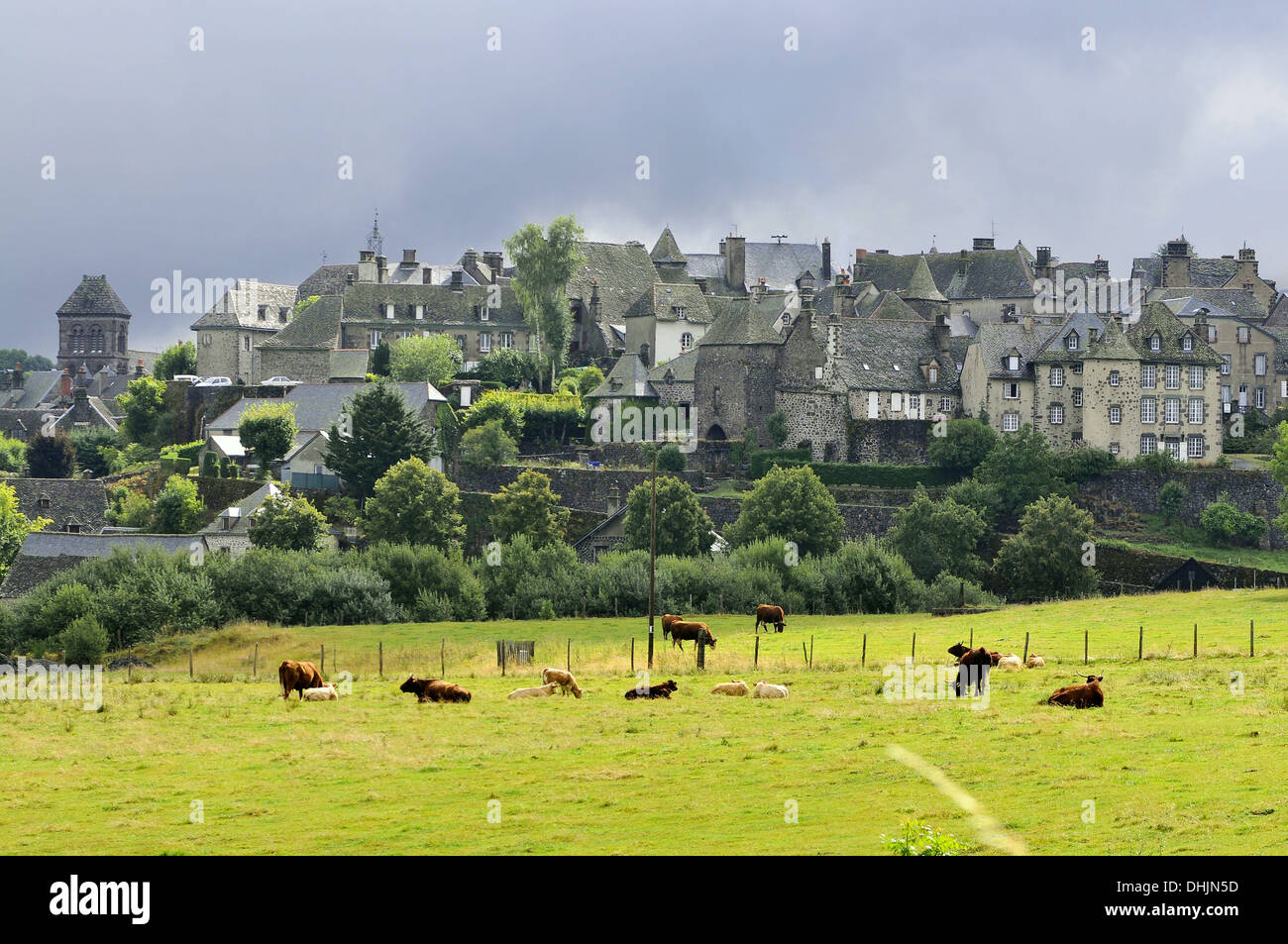 Salers cattle hi-res stock photography and images - Alamy