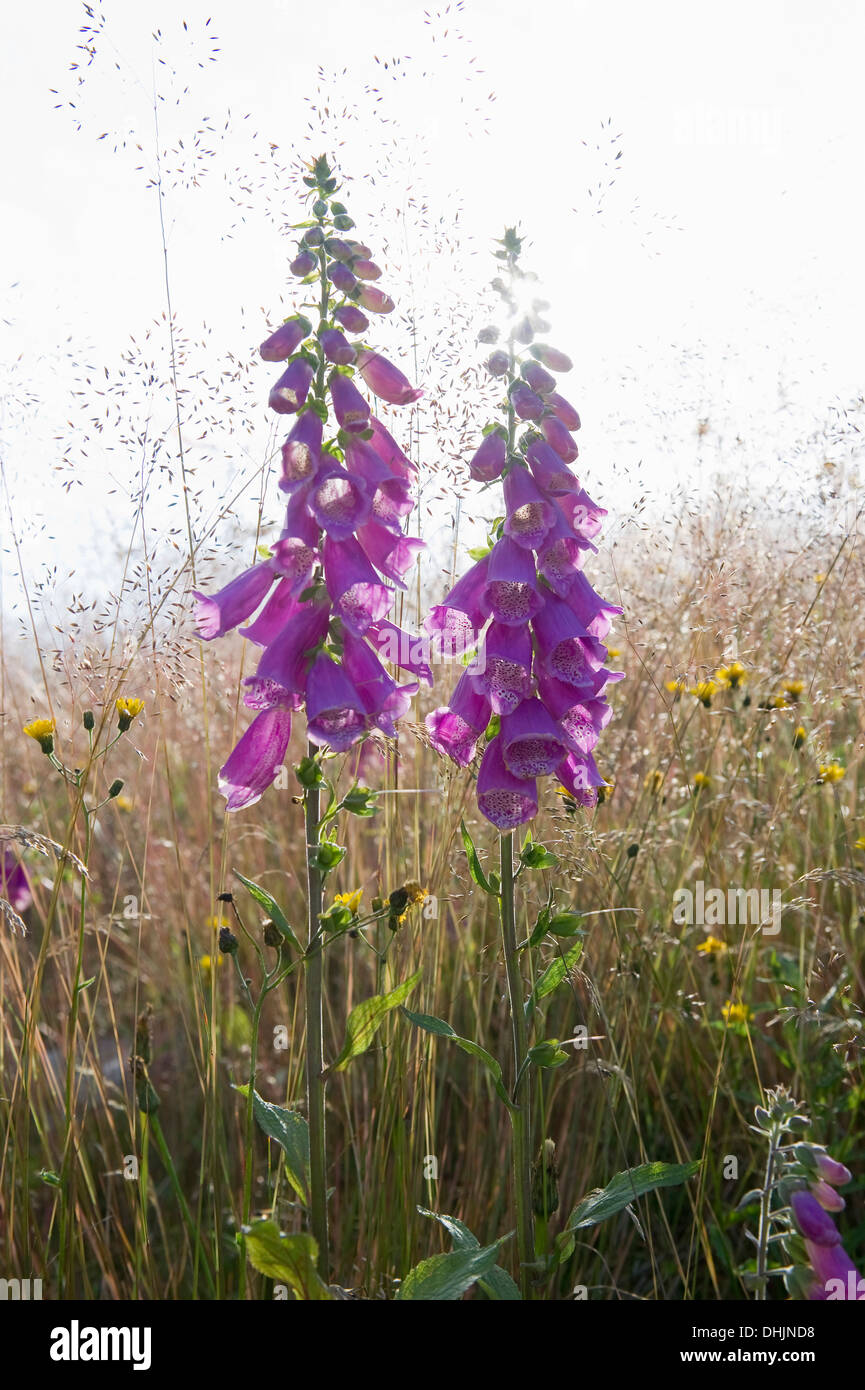 Digitalis purp hi-res stock photography and images - Alamy