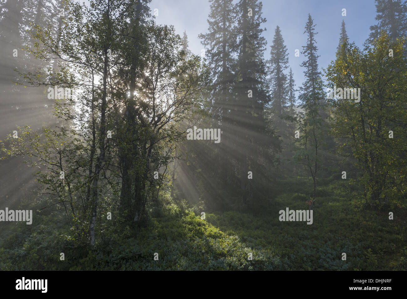 Beams light falling through forest hi-res stock photography and images ...