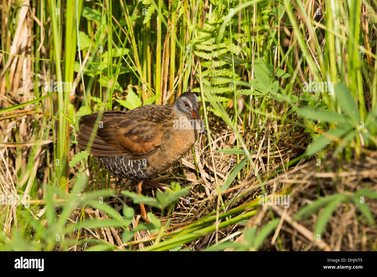 Virginia rail preening Stock Photo - Alamy
