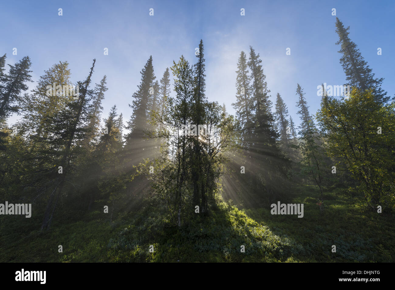 sunbeams falling through trees, Sweden Stock Photo - Alamy