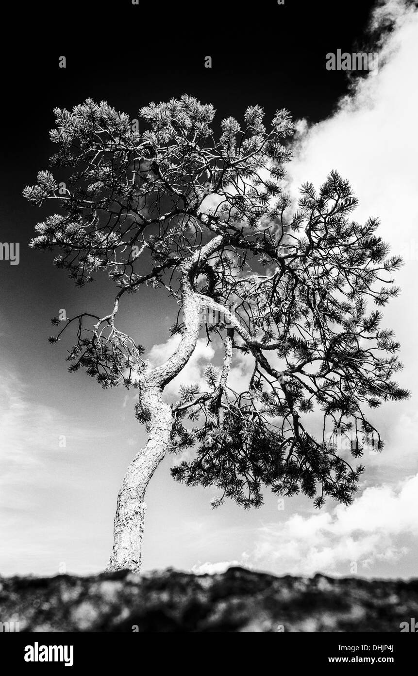 Nationalpark skuleskogen hi-res stock photography and images - Alamy