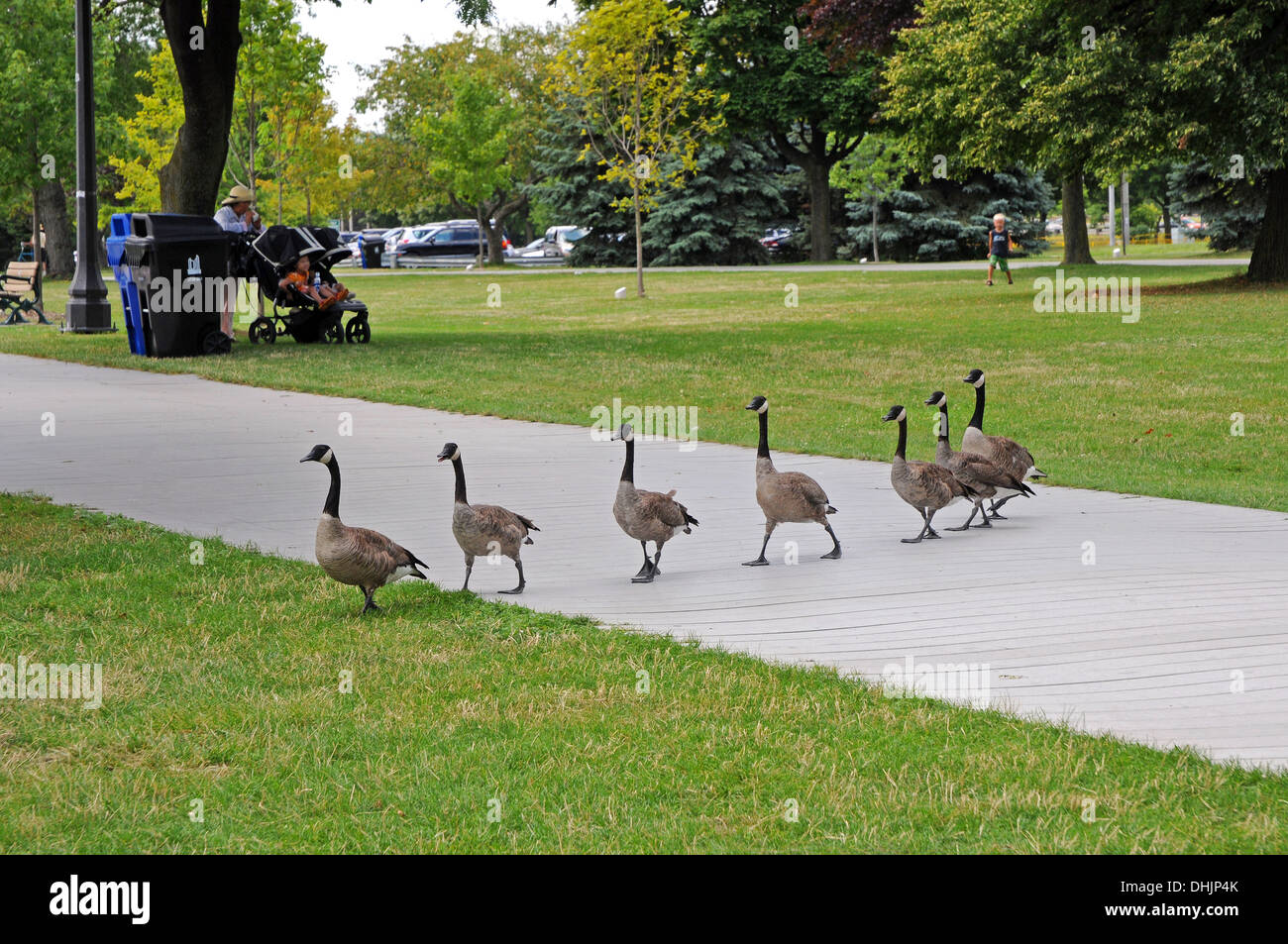 Canadian geese crossing Stock Photo - Alamy