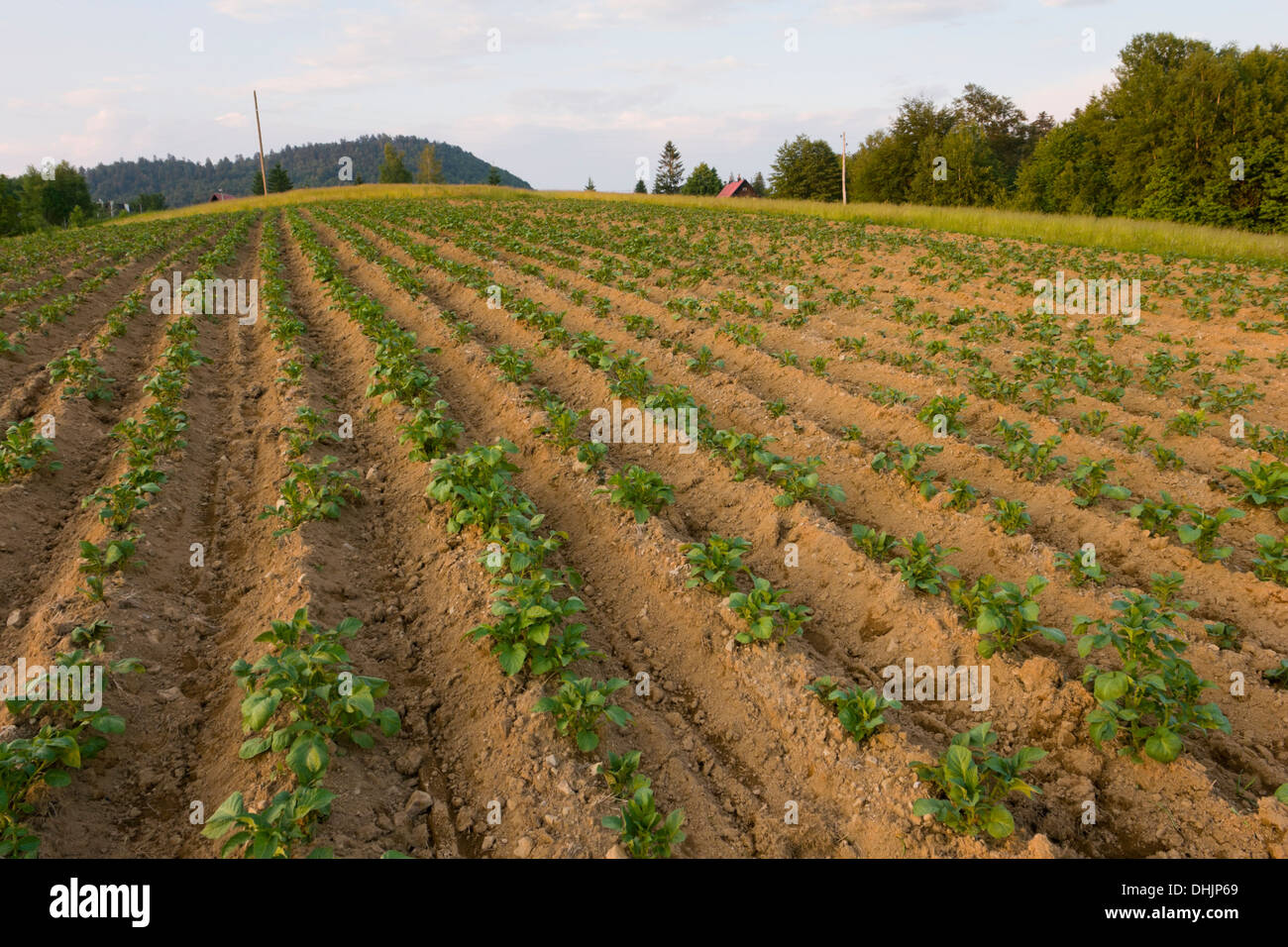 Wop nature hi-res stock photography and images - Alamy