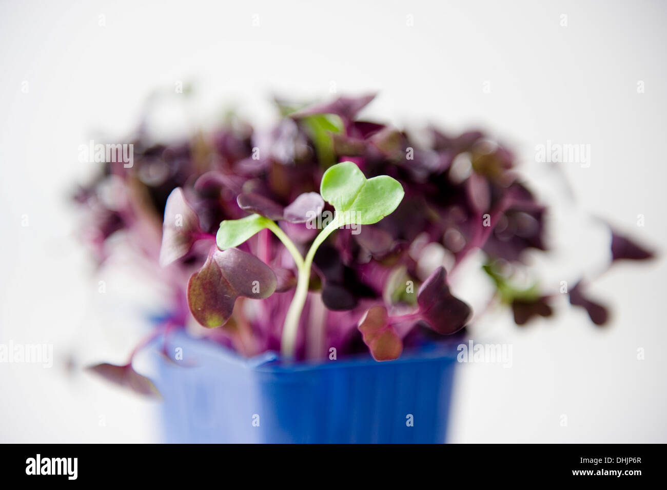 Bean sprouts growing in a pot, Homegrown Stock Photo - Alamy
