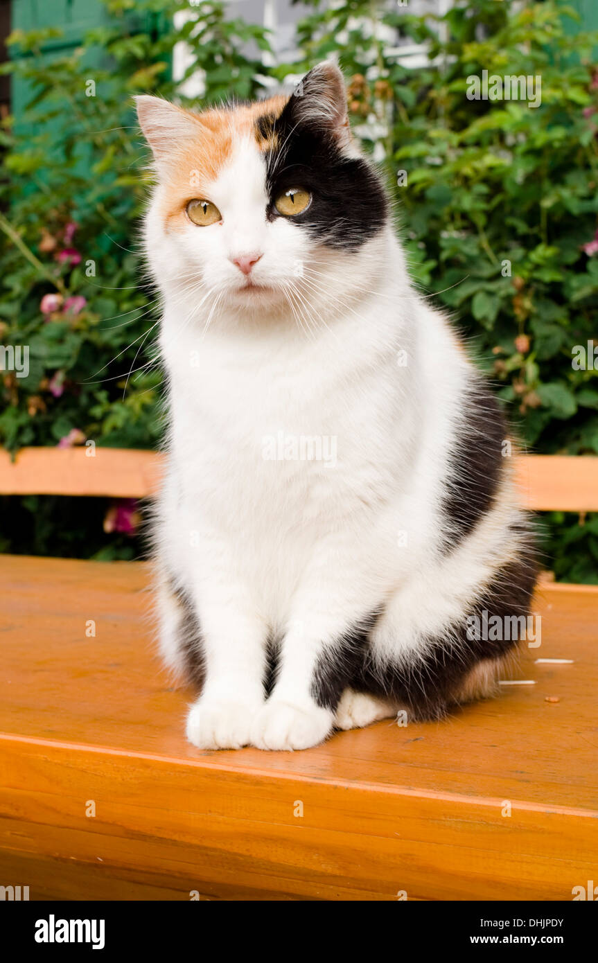 Cat sitting on a garden table, Garden Stock Photo - Alamy