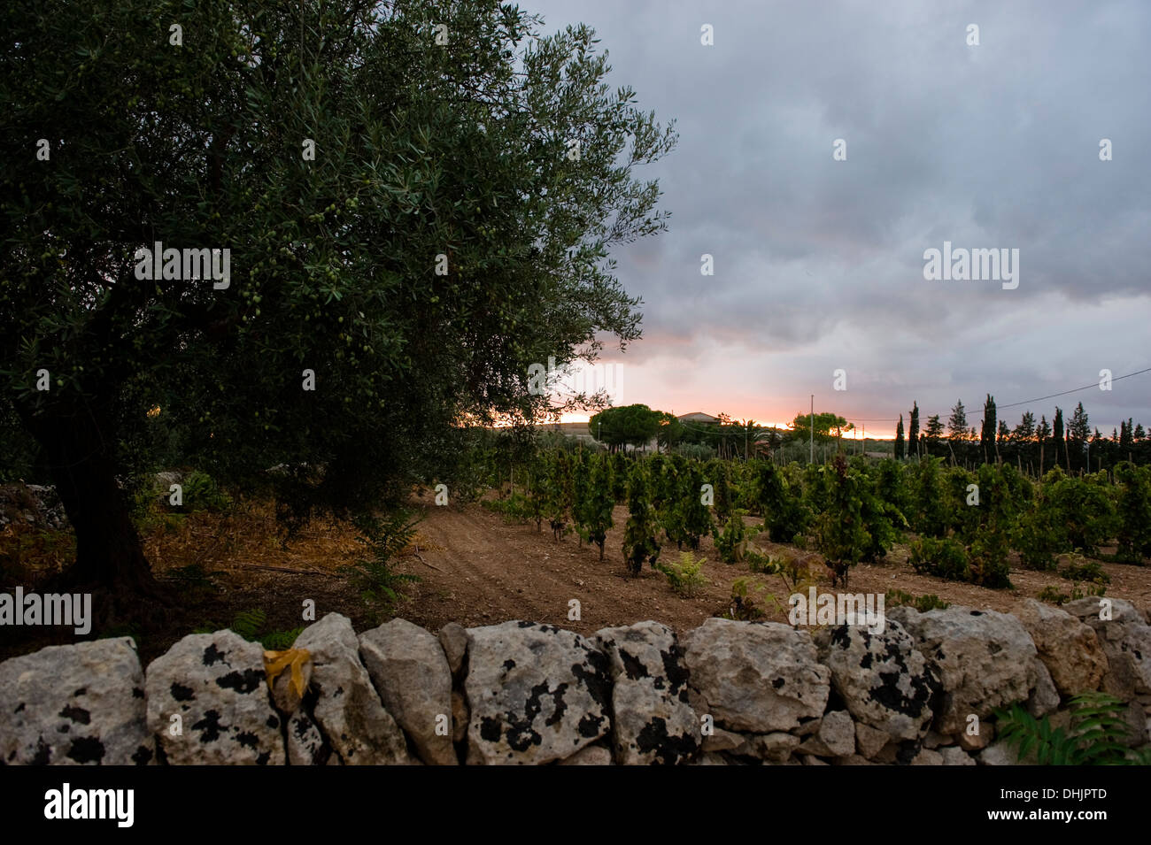 Sicily agriculture field nature hi-res stock photography and images - Alamy