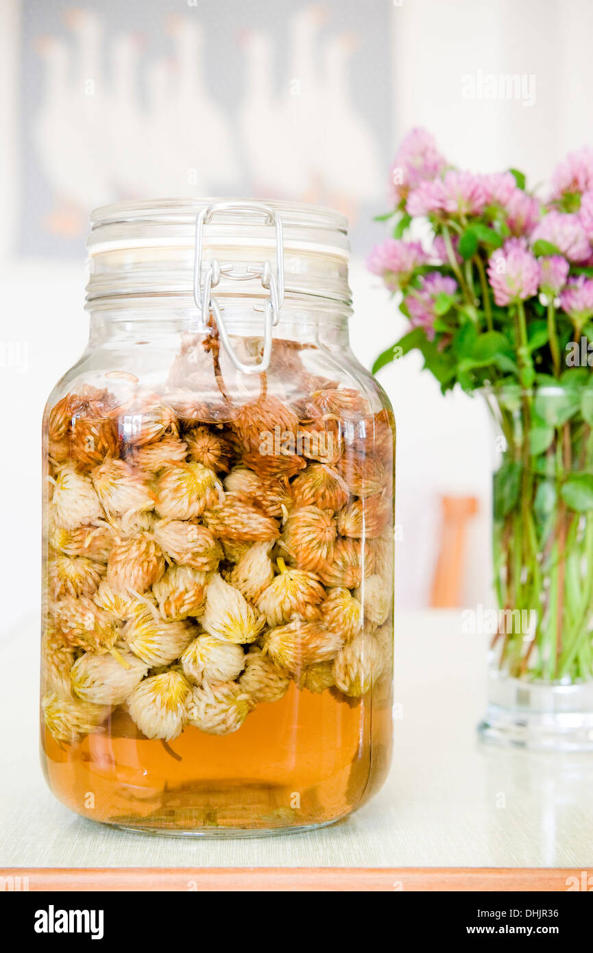 Jar of red clover blossoms, Infusion, preserve, homemade Stock Photo ...