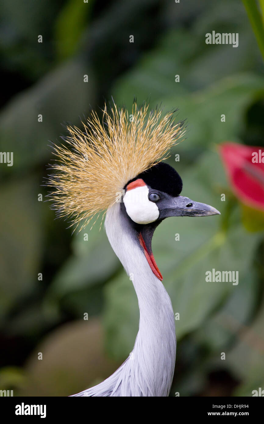 Southern Crowned Grey Crane Stock Photo - Alamy