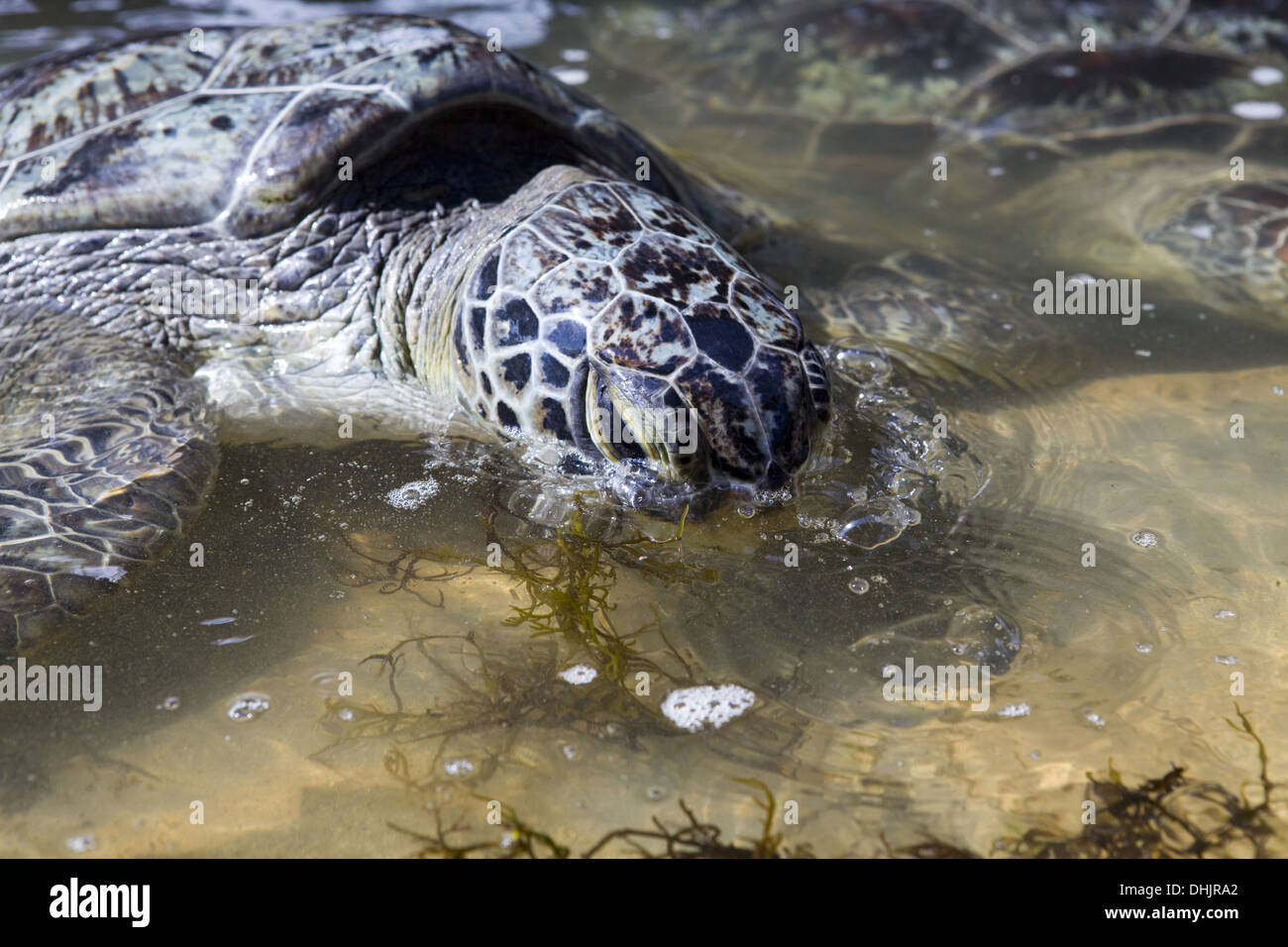 Giant tortoise zoo water hi-res stock photography and images - Alamy
