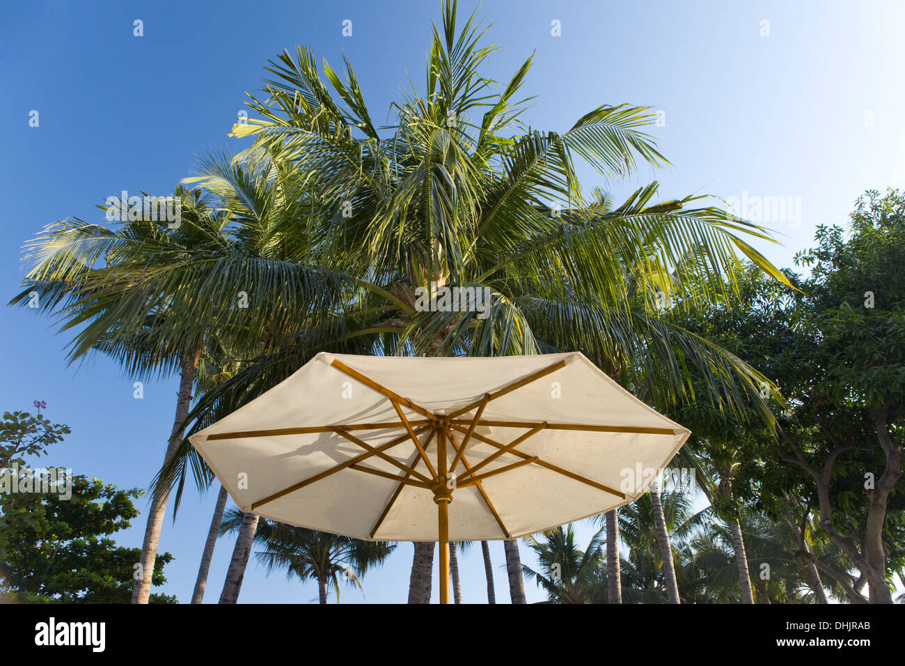 Umbrella trees hi-res stock photography and images - Alamy