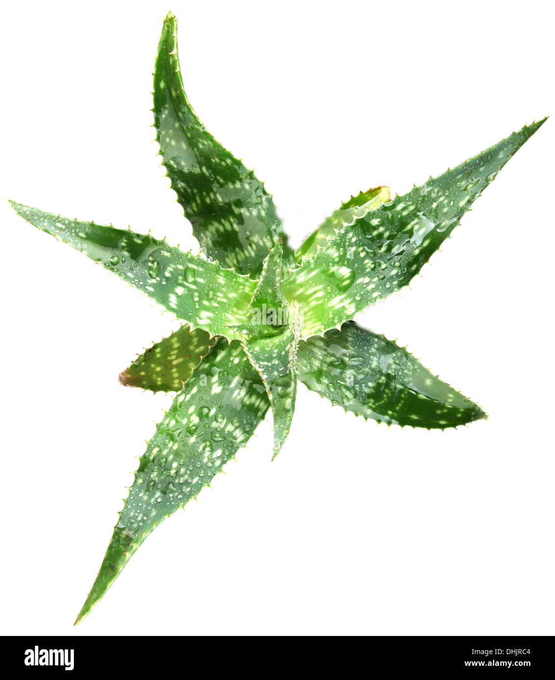 Sharp vibrant leaves Cut Out Stock Images & Pictures - Alamy