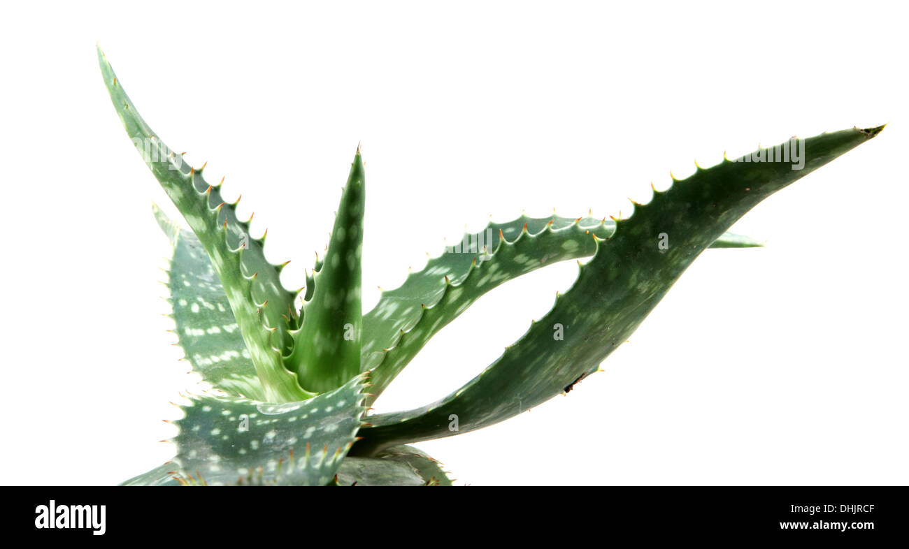 picture of aloe vera leaves detailed Stock Photo - Alamy