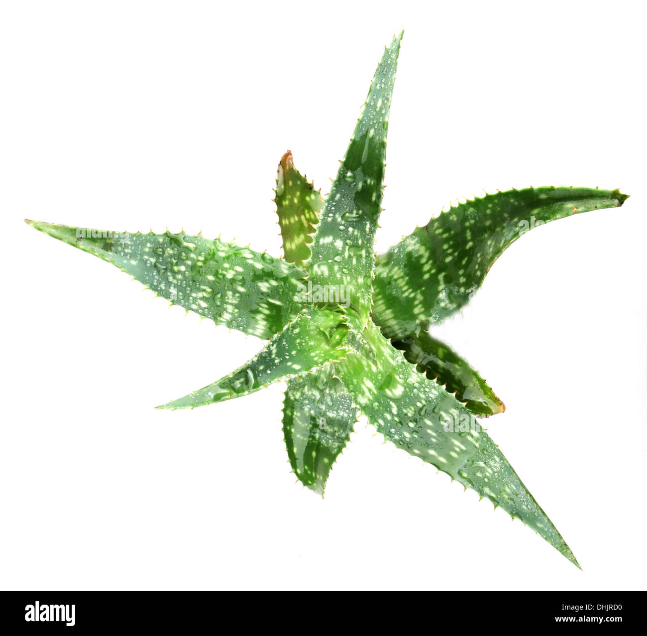 Sharp vibrant leaves Cut Out Stock Images & Pictures - Alamy